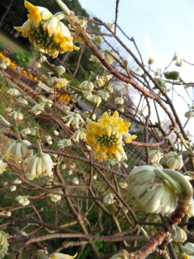 Mitsumata is in bloom at Shikisaien! – Kokosil Oizumi Ryokuchi Park