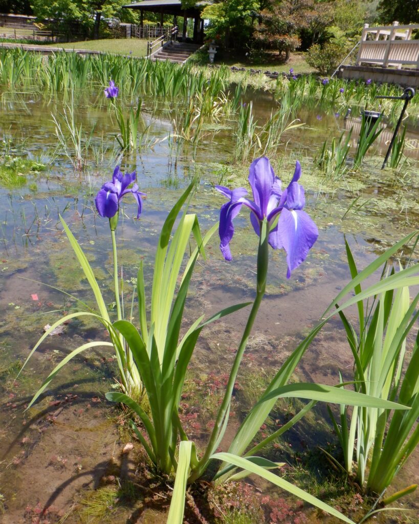 The iris has started to bloom – Kokosil Oizumi Ryokuchi Park