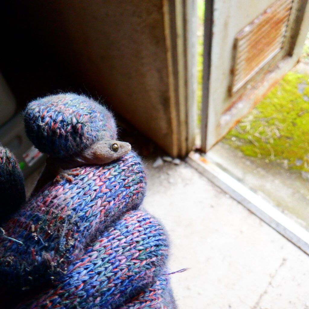 Creatures of Oizumi Ryokuchi [Japanese gecko] – Kokosil Oizumi Ryokuchi ...