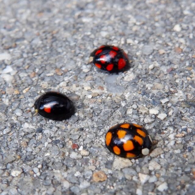 Creatures of Oizumi Green Space [Ladybug] – Kokosil Oizumi Ryokuchi Park