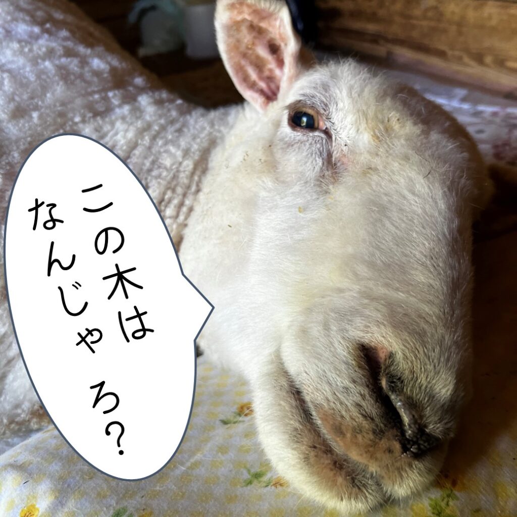 Good evening! – Kokosil Oizumi Ryokuchi Park